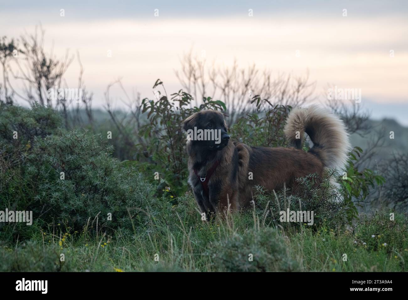 Phoebe in summer hi-res stock photography and images - Alamy