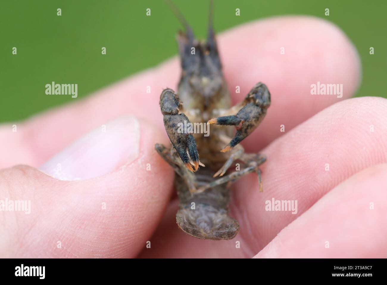 Crayfish (latin name is Faxonius limosus), native to America, invasive ...