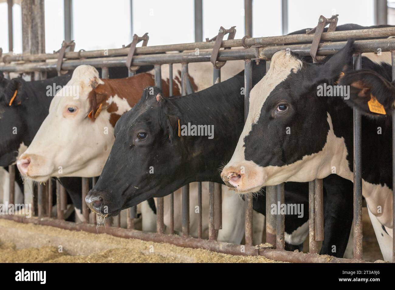 A side profile picture of a holstein dairy cow at the feed bunk Stock ...