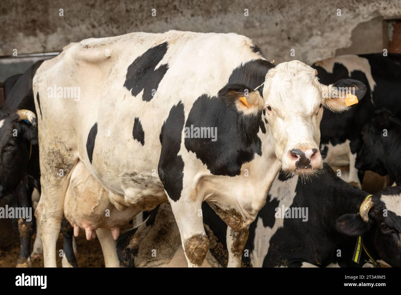 A holstein dairy cow on a farm in Portugal Stock Photo - Alamy