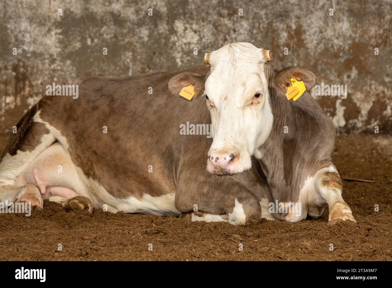 A cross breed dairy and beef cow on a farm in Portugal Stock Photo - Alamy