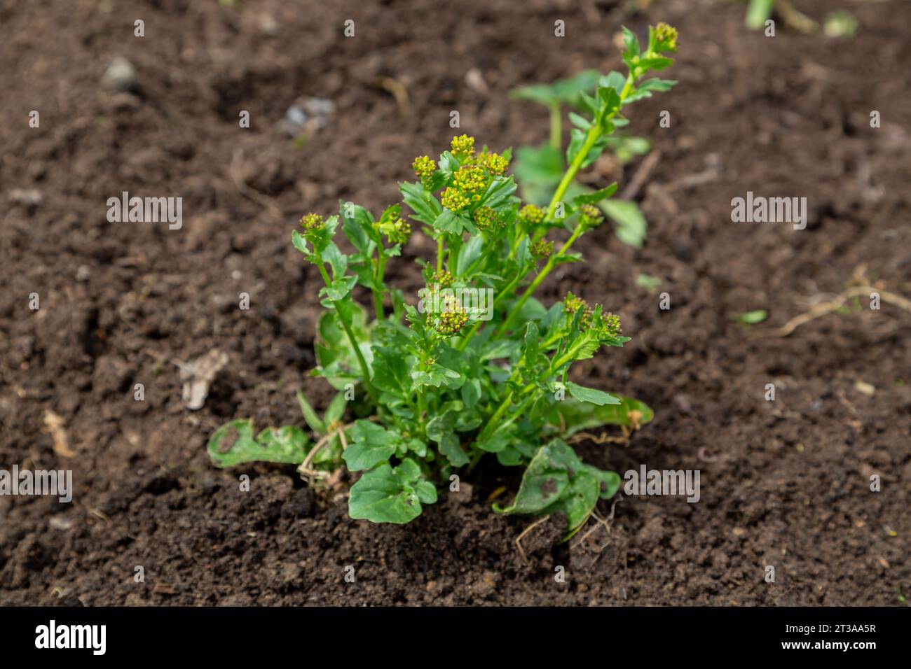 Common bittercress yellow rocket hi-res stock photography and images ...