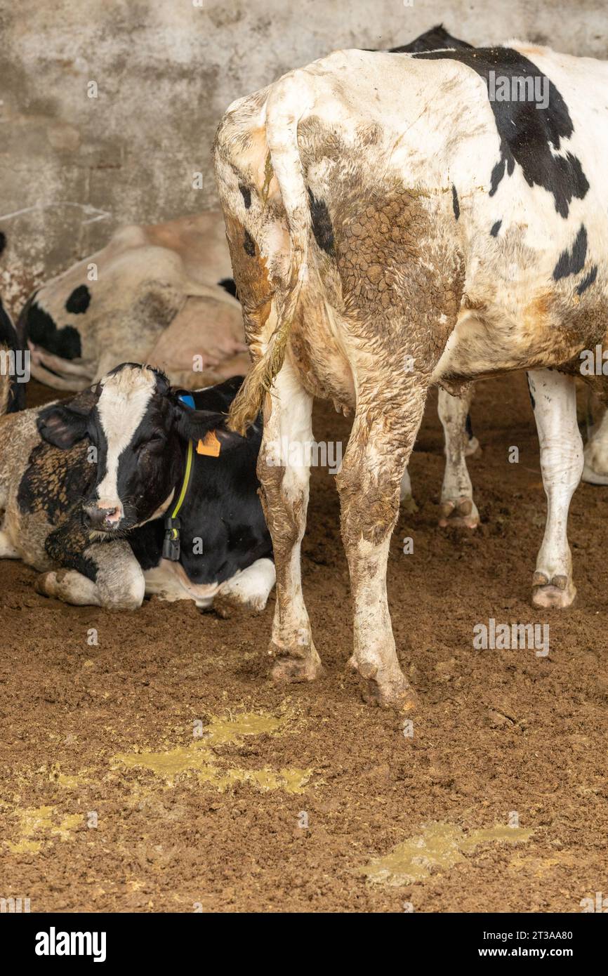 Diarrhea from a dairy cow kept in less than ideal conditions Stock ...