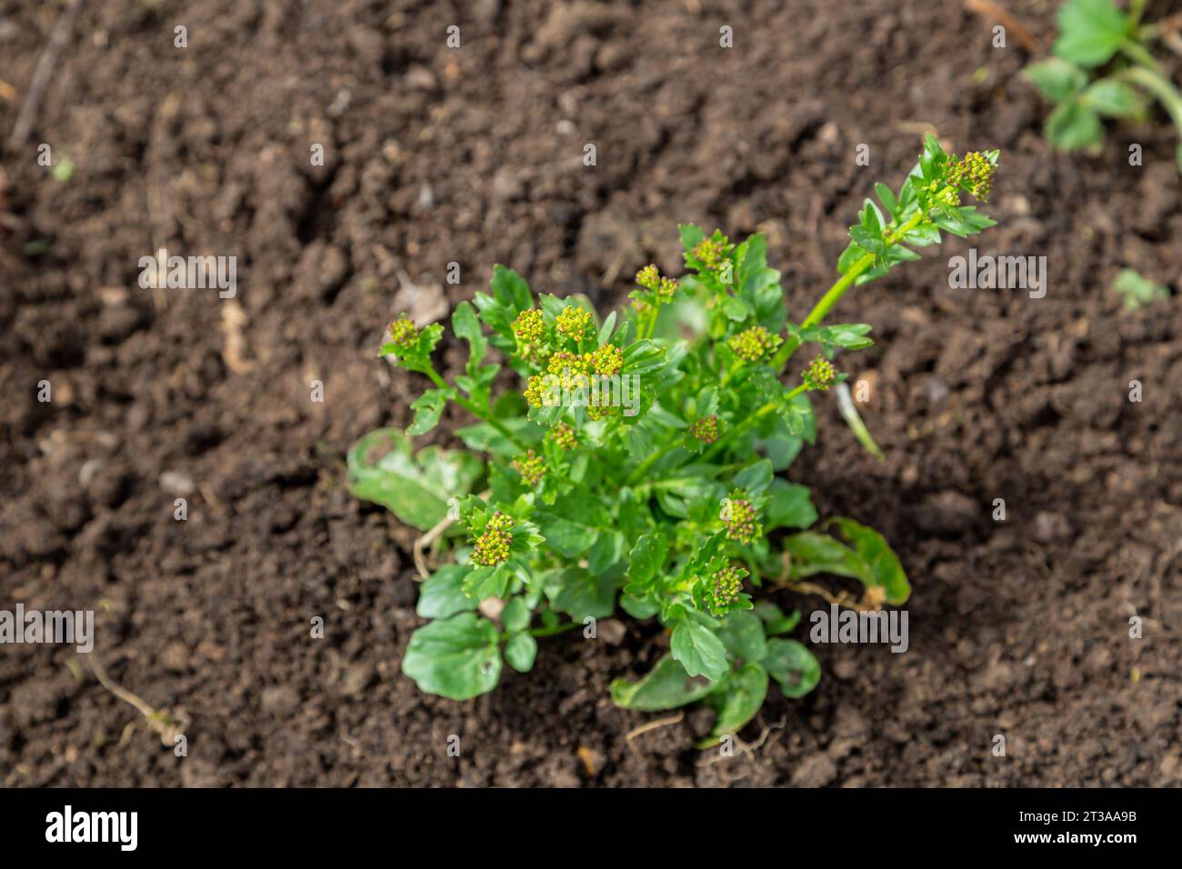 Common bittercress yellow rocket hi-res stock photography and images ...