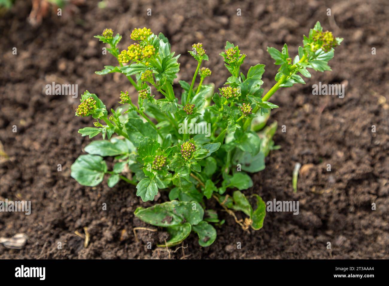 Yellow rocket cress hi-res stock photography and images - Alamy