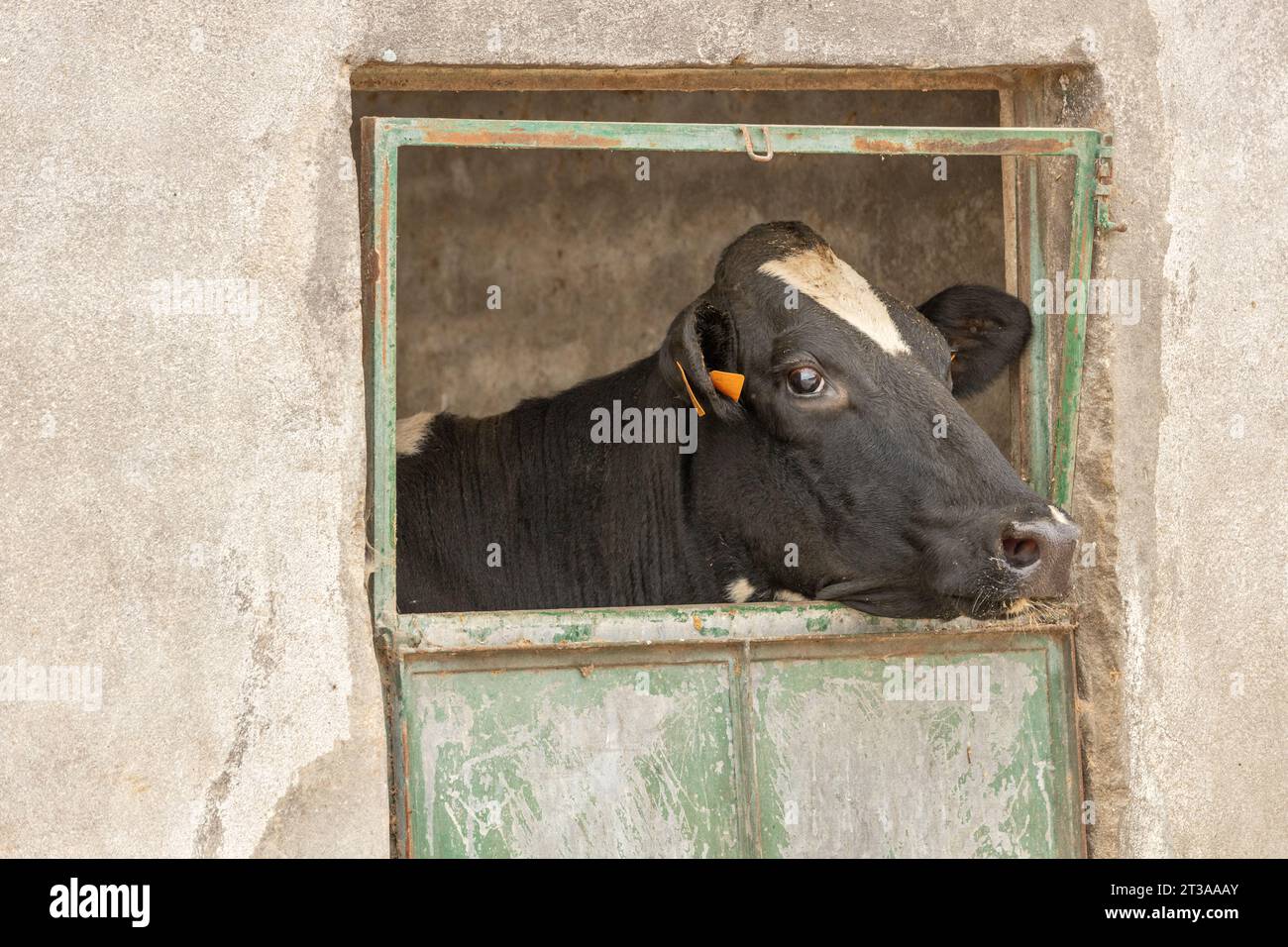 A holstein dairy cow peering through an old door on a farm in Portugal ...