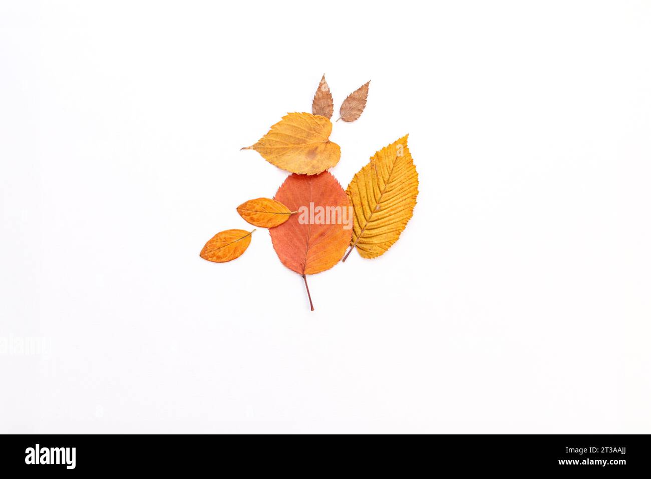 easy nature craft for kids, turtle made from leaves, ideas for autumn ...