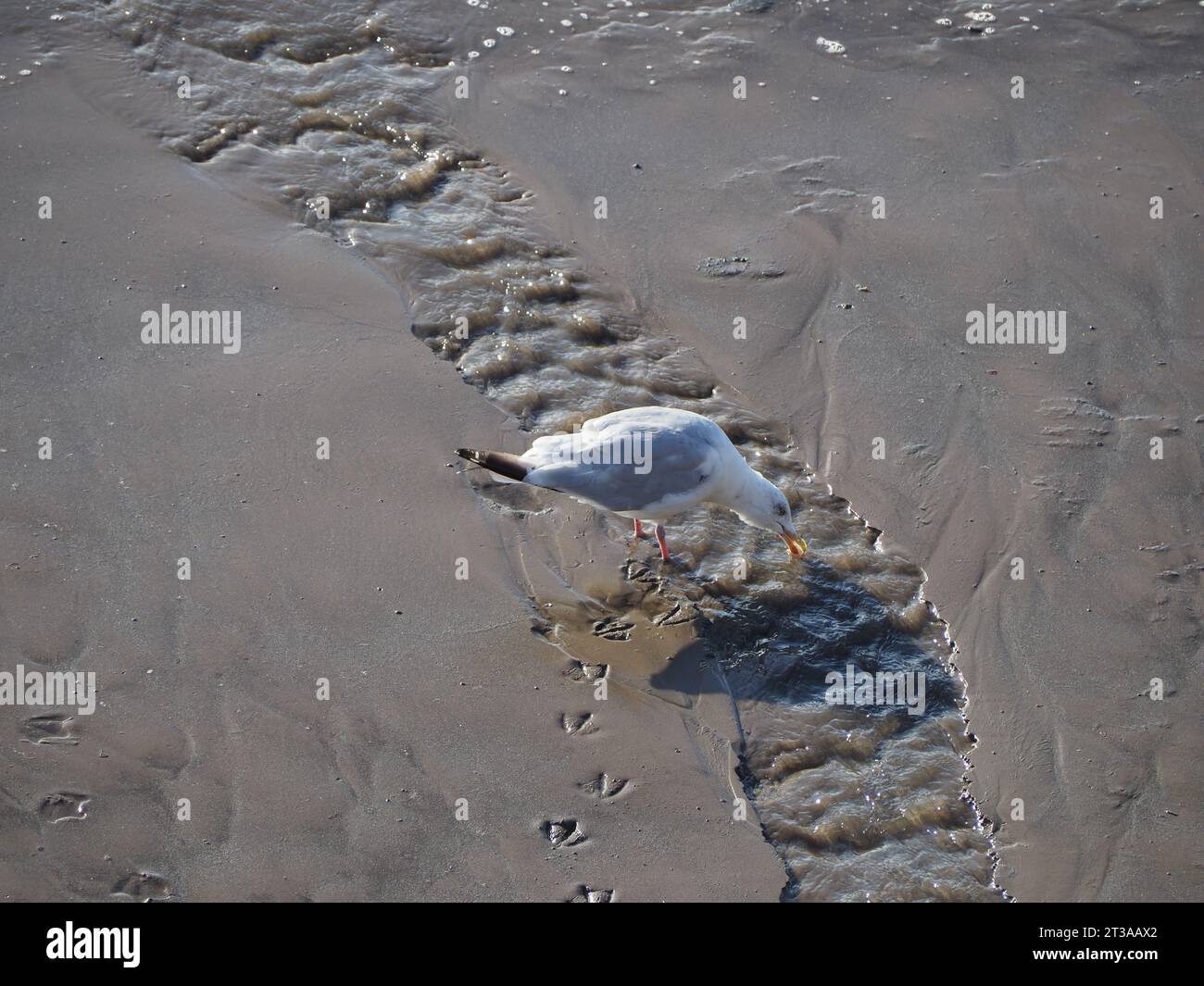 Class birds hi-res stock photography and images - Alamy