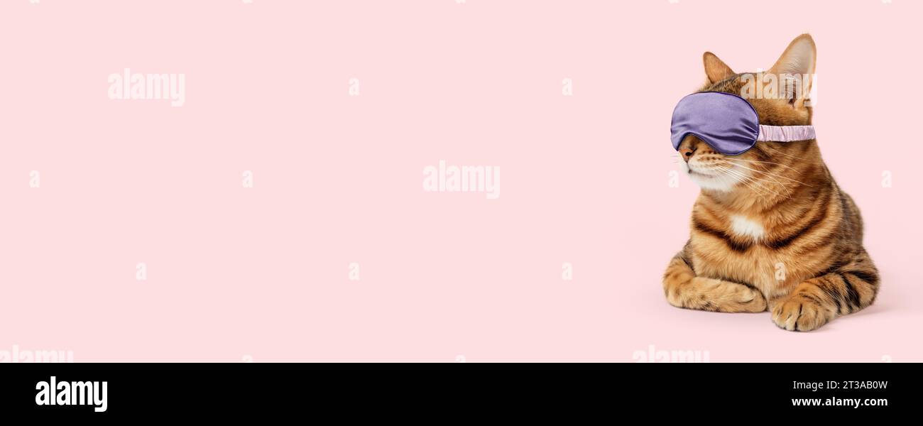 Bengal cat wearing an eye mask, sleep bandage on a pink background ...