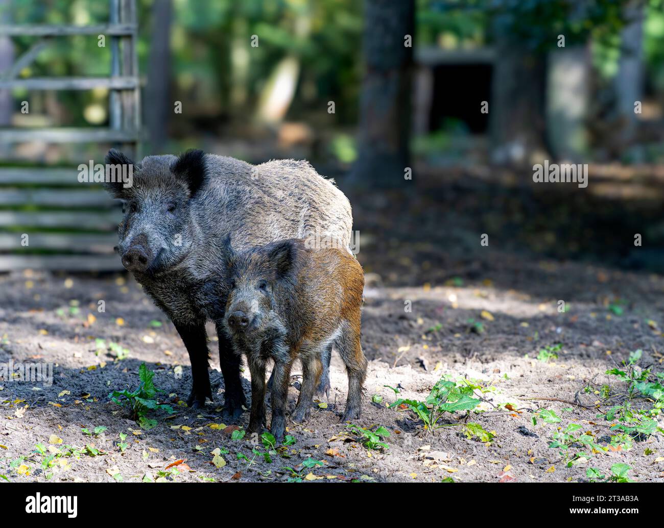 Altweltliches schwein hi-res stock photography and images - Alamy