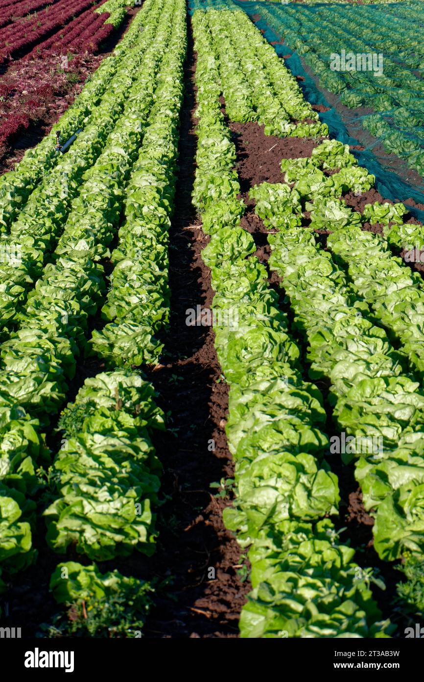 Perspective View Of Field With Heads Of Lettuce Stock Photo - Alamy