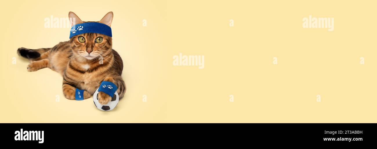 The cat is a fitness trainer, a sports cat with dumbbells and a ball on ...