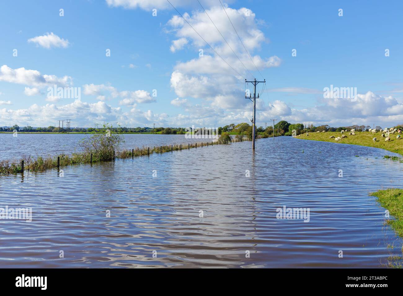 Storm Babet flooding in agricultural fields forces sheep on to a higher ...