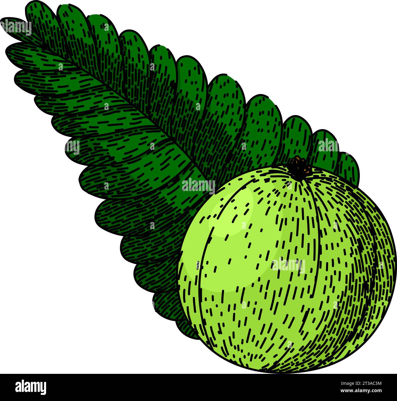berry amla sketch hand drawn vector Stock Vector Image & Art - Alamy