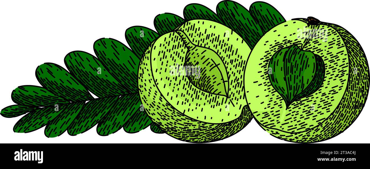 indian amla sketch hand drawn vector Stock Vector Image & Art - Alamy