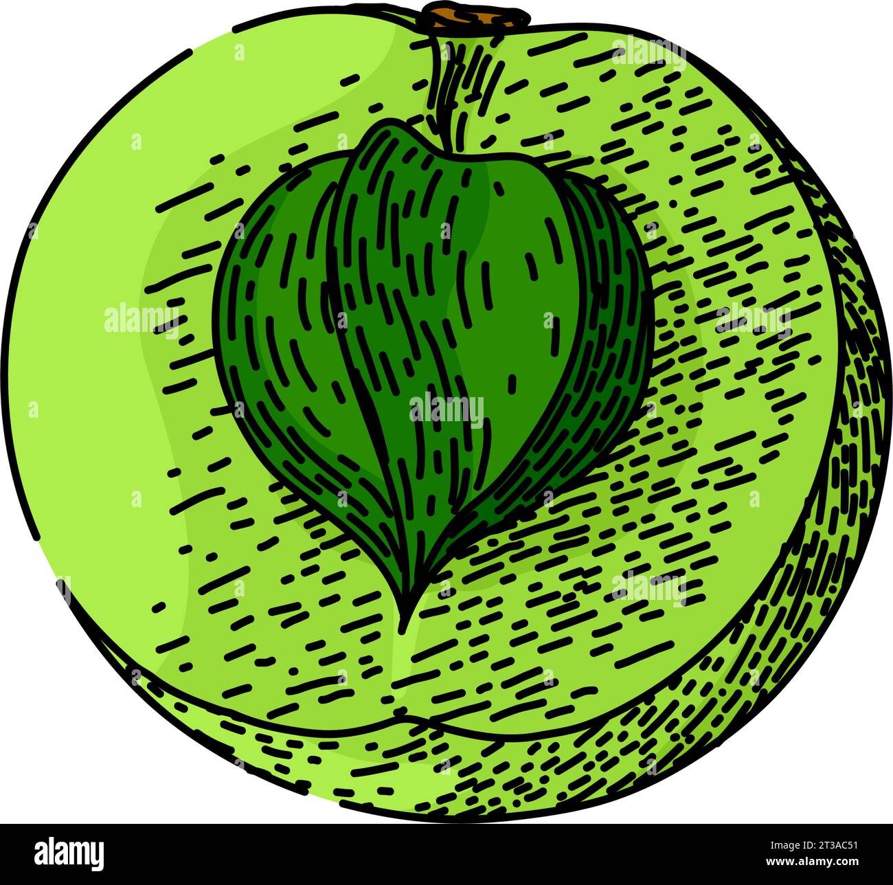 green amla sketch hand drawn vector Stock Vector Image & Art - Alamy