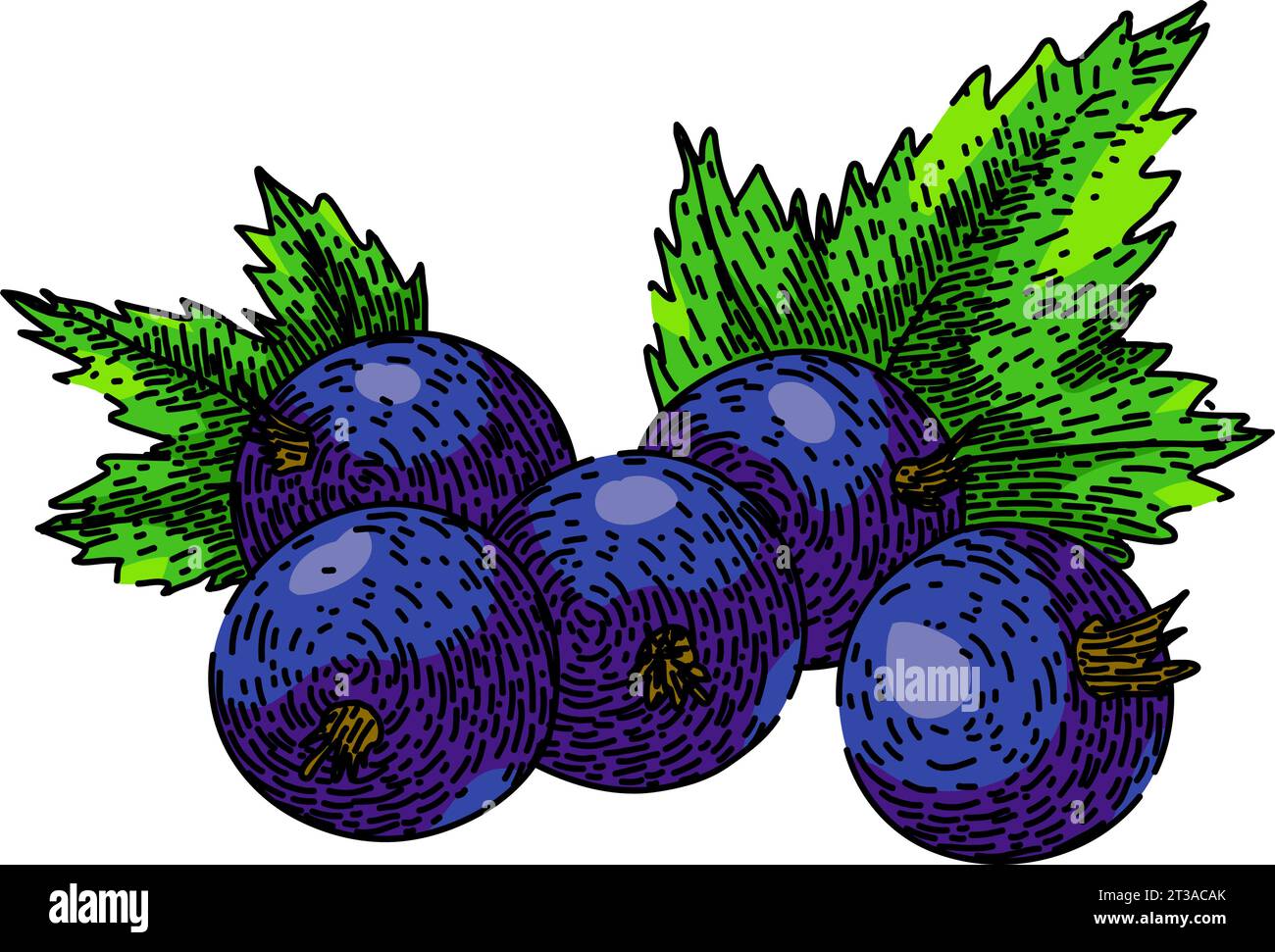 fruit black currant sketch hand drawn vector Stock Vector Image & Art ...