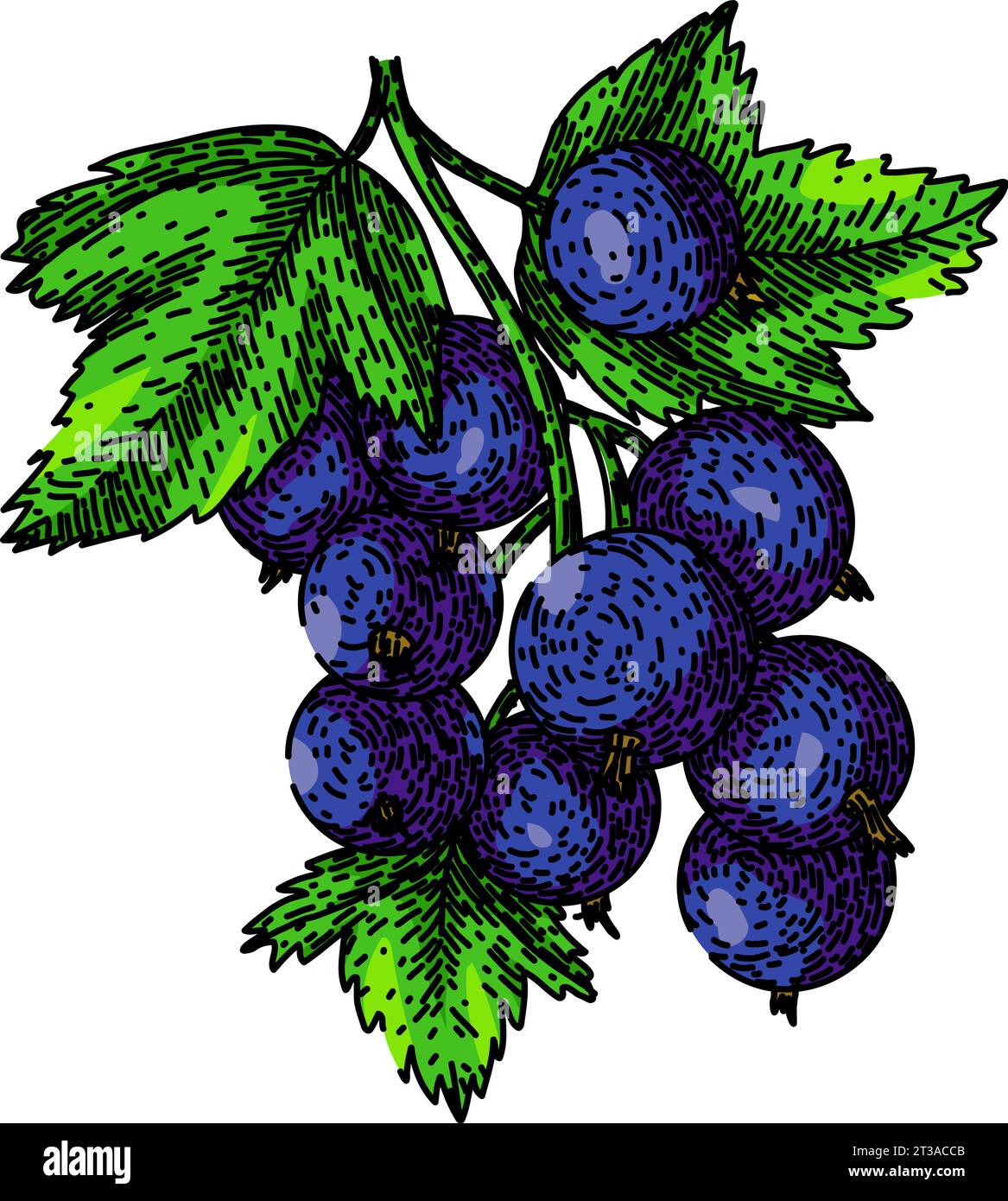 food black currant sketch hand drawn vector Stock Vector Image & Art ...