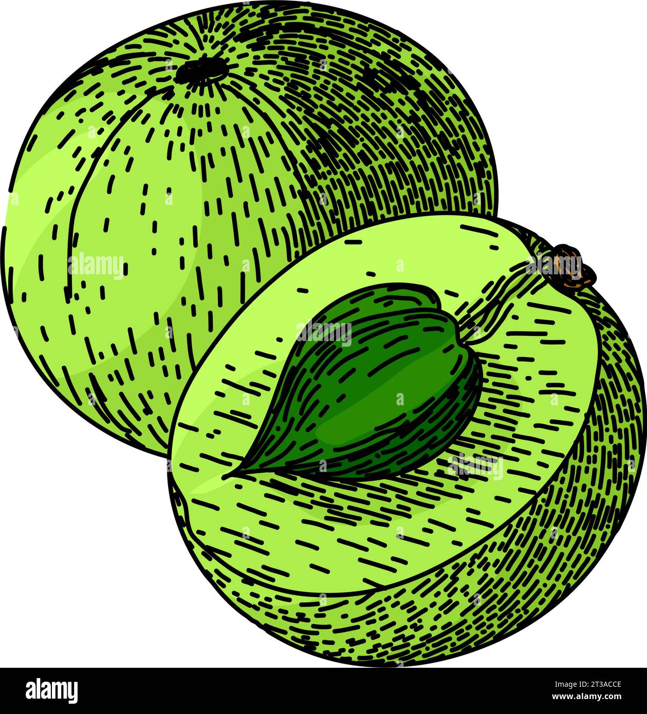 ingredient amla sketch hand drawn vector Stock Vector Image & Art - Alamy