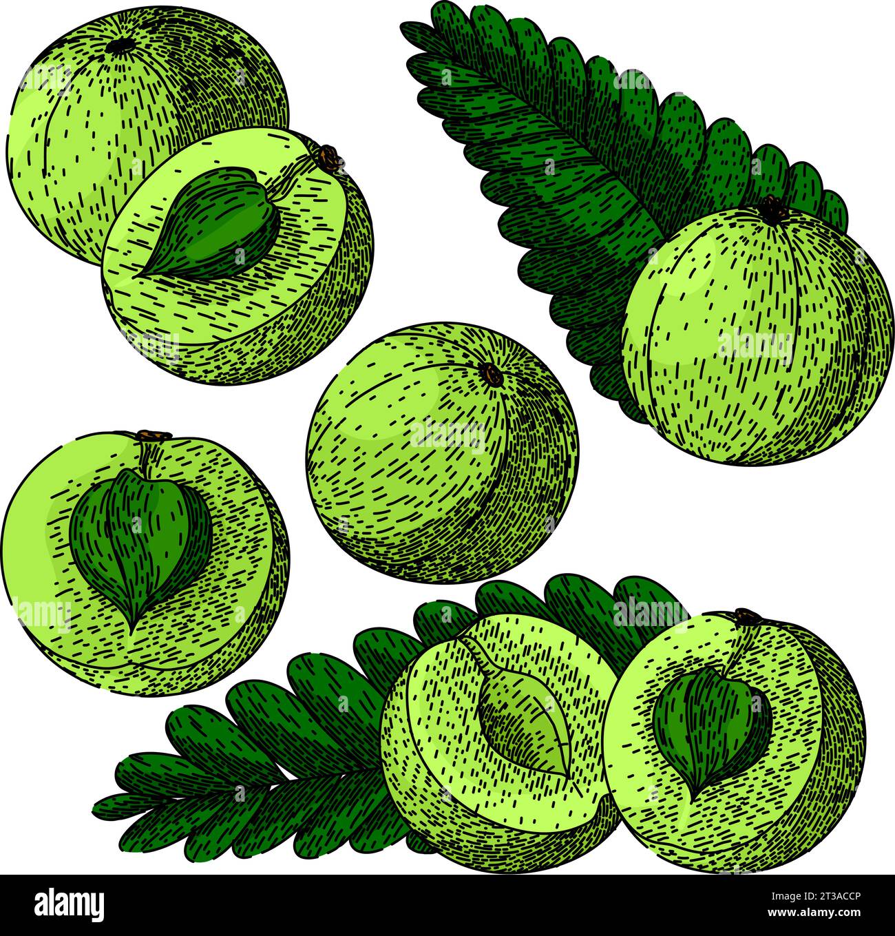 amla set sketch hand drawn vector Stock Vector Image & Art - Alamy