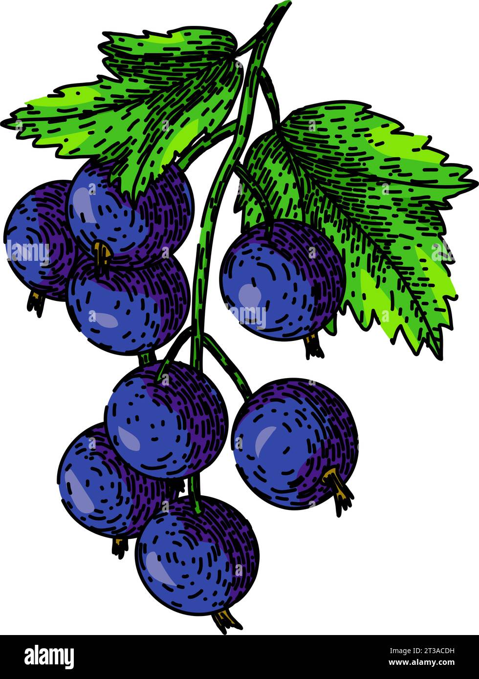 Ripe black currant sketch Cut Out Stock Images & Pictures - Alamy