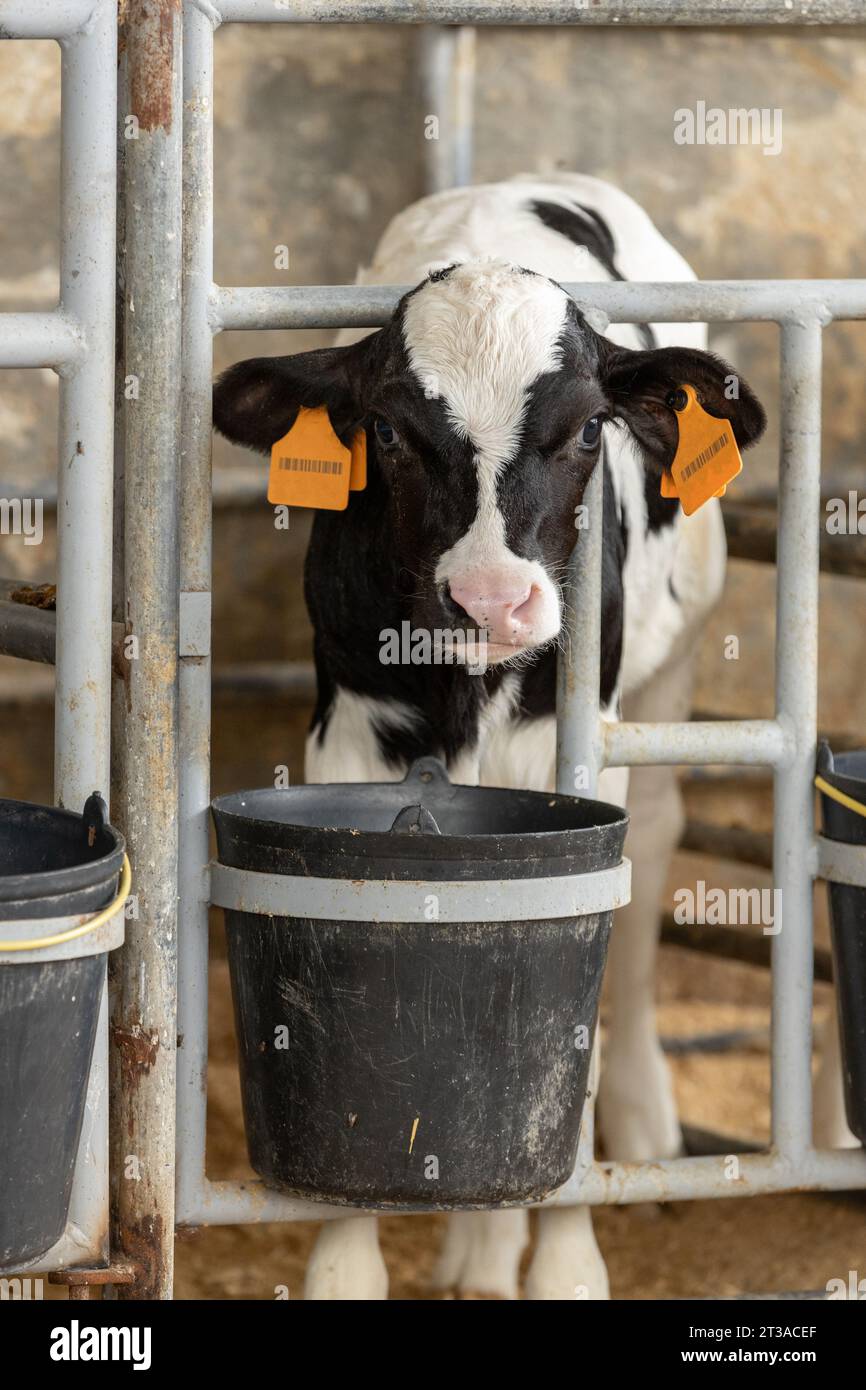 Dairy calf in a pen - calves are kept individually and fed from a ...