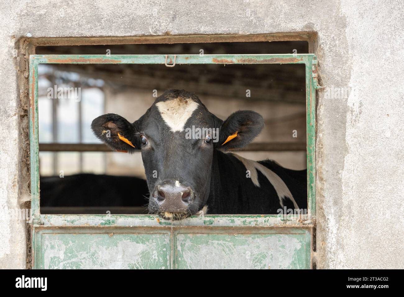 A holstein dairy cow peering through an old door on a farm in Portugal ...