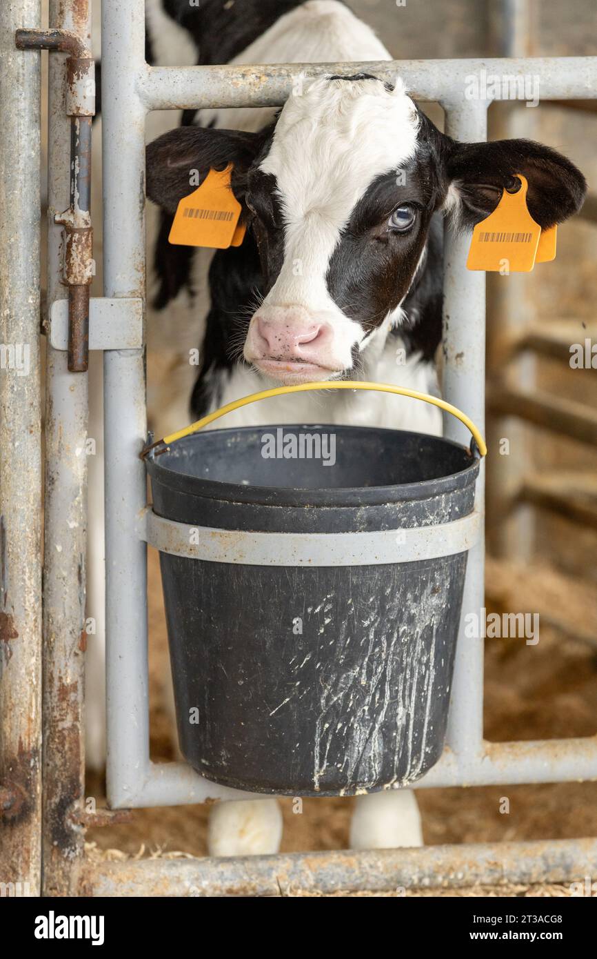 Dairy calf in a pen - calves are kept individually and fed from a ...