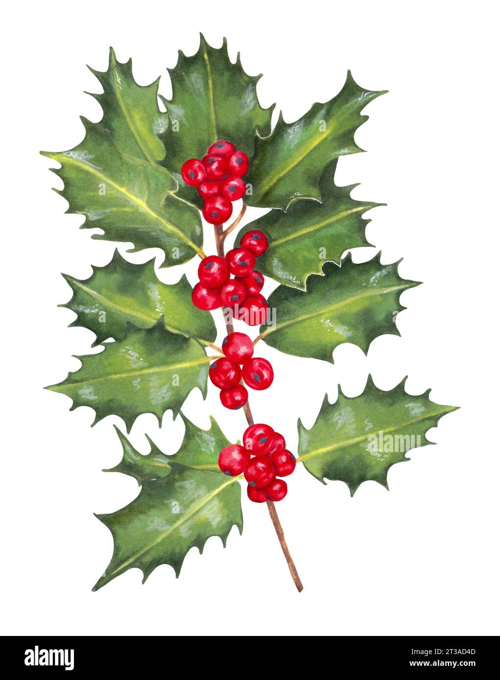 Botanical illustration of holly hi-res stock photography and images - Alamy
