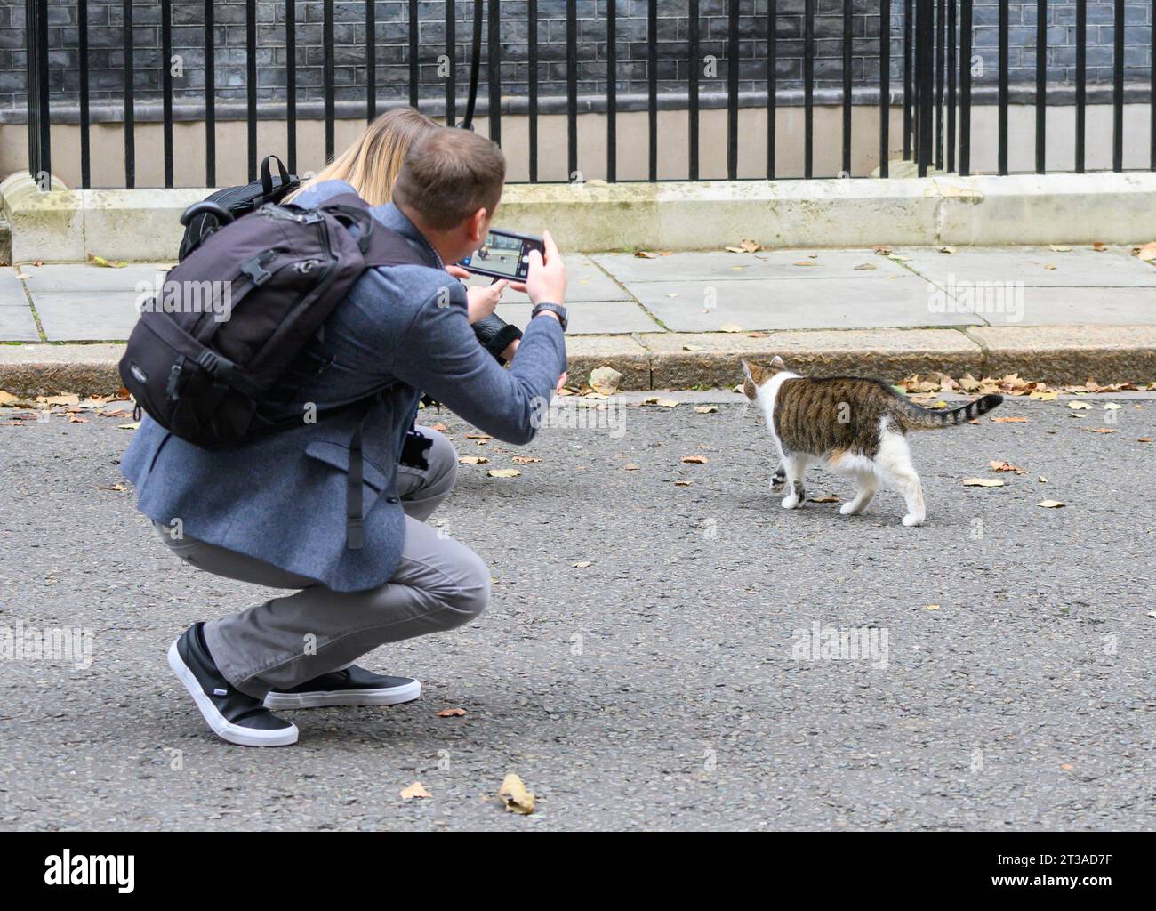 Larry the Cat - Chief Mouser to the Cabinet Office since 2011 - being ...