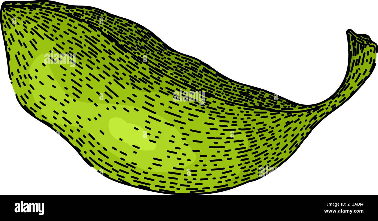 green cardamom sketch hand drawn vector Stock Vector Image & Art - Alamy