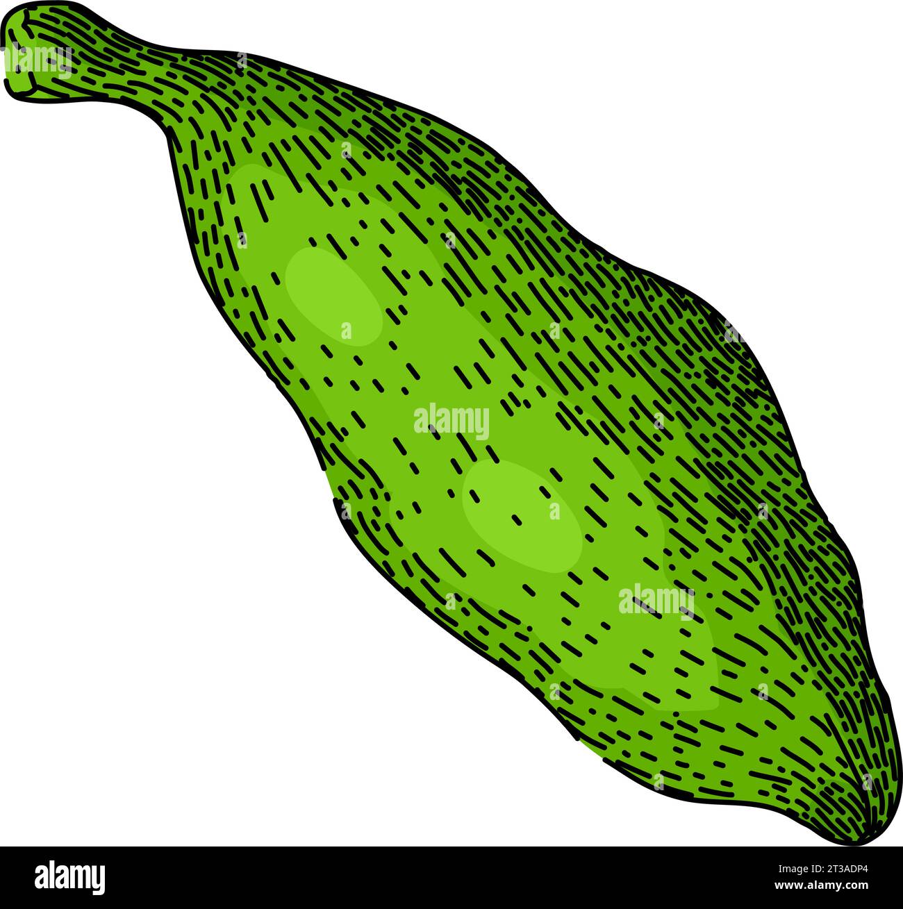 dry cardamom sketch hand drawn vector Stock Vector Image & Art - Alamy