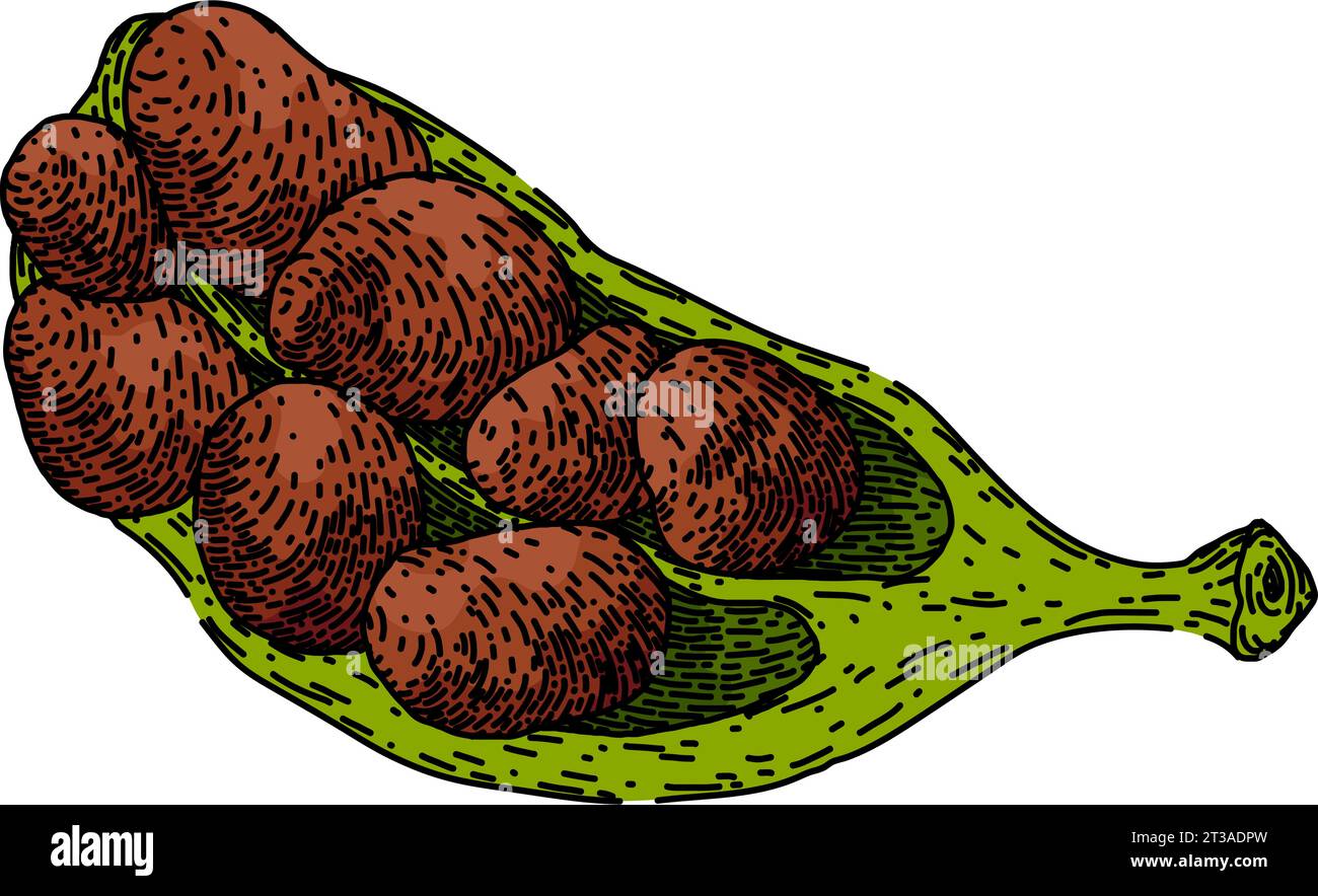 natural cardamom sketch hand drawn vector Stock Vector Image & Art - Alamy
