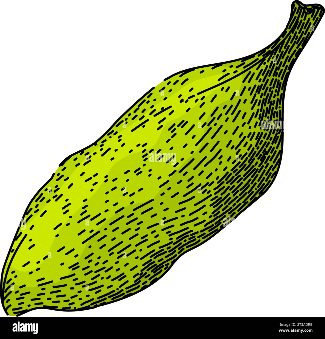 spice cardamom sketch hand drawn vector Stock Vector Image & Art - Alamy