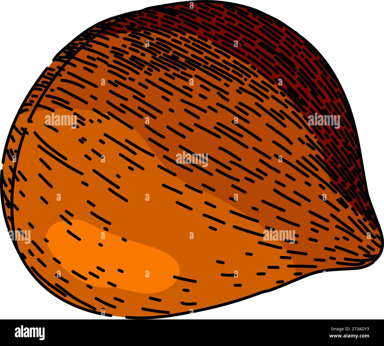 nature chestnut sketch hand drawn vector Stock Vector Image & Art - Alamy