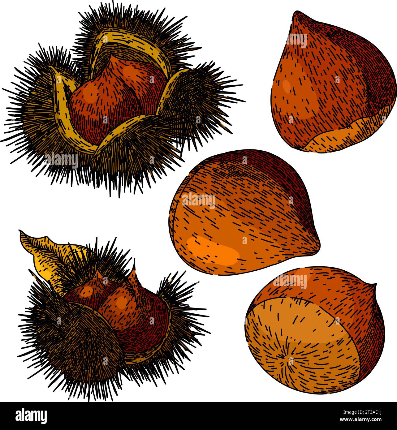 chestnut set sketch hand drawn vector Stock Vector Image & Art - Alamy chestnut set sketch hand drawn vector Stock Vector Image & Art - Alamy