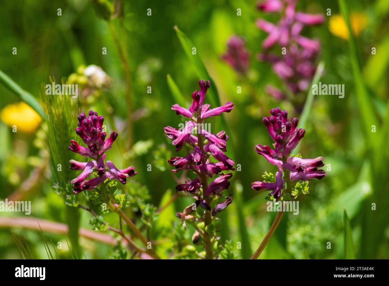 Common fumitory weed hi-res stock photography and images - Alamy