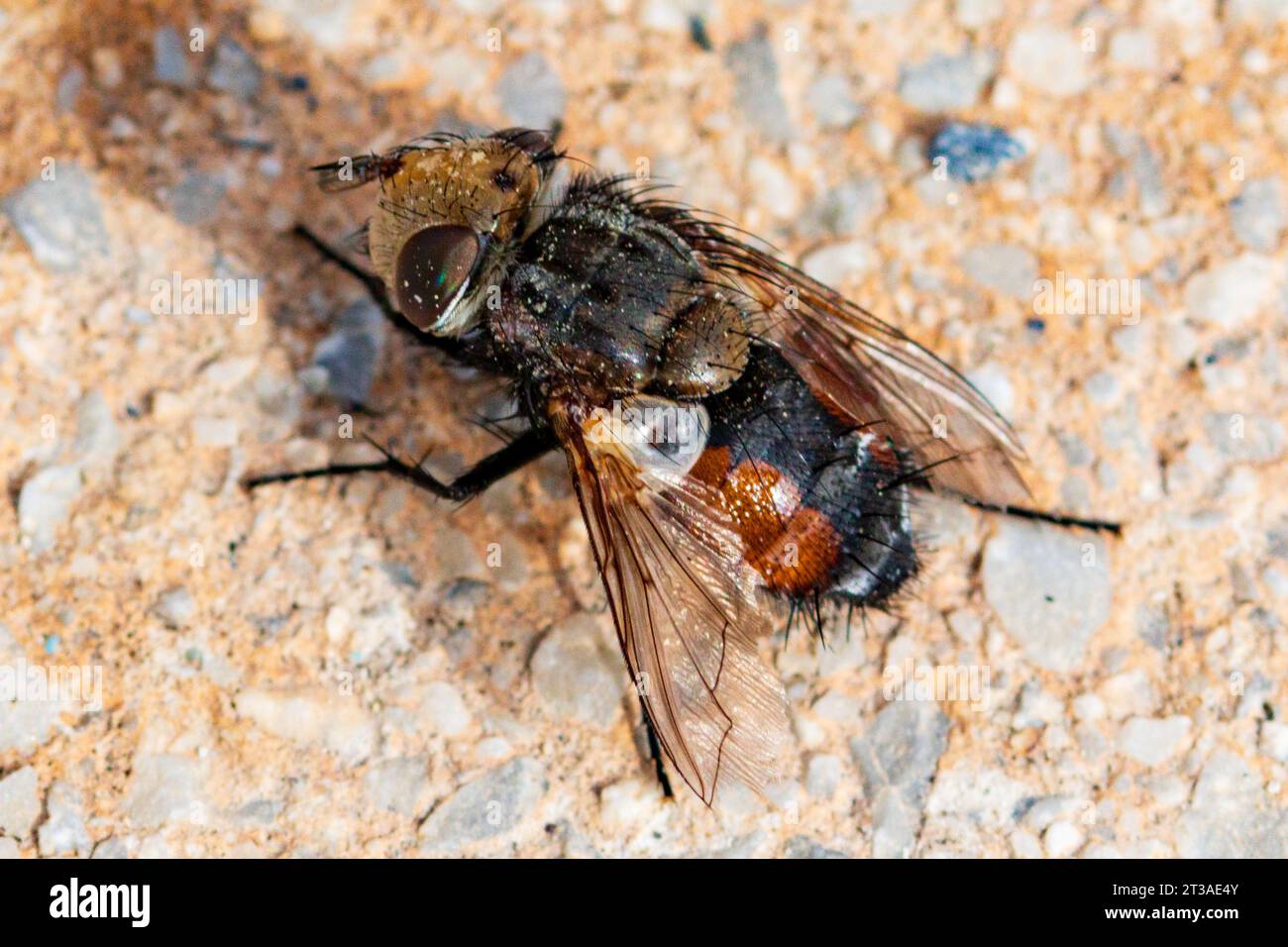 Parasitic flies hi-res stock photography and images - Alamy