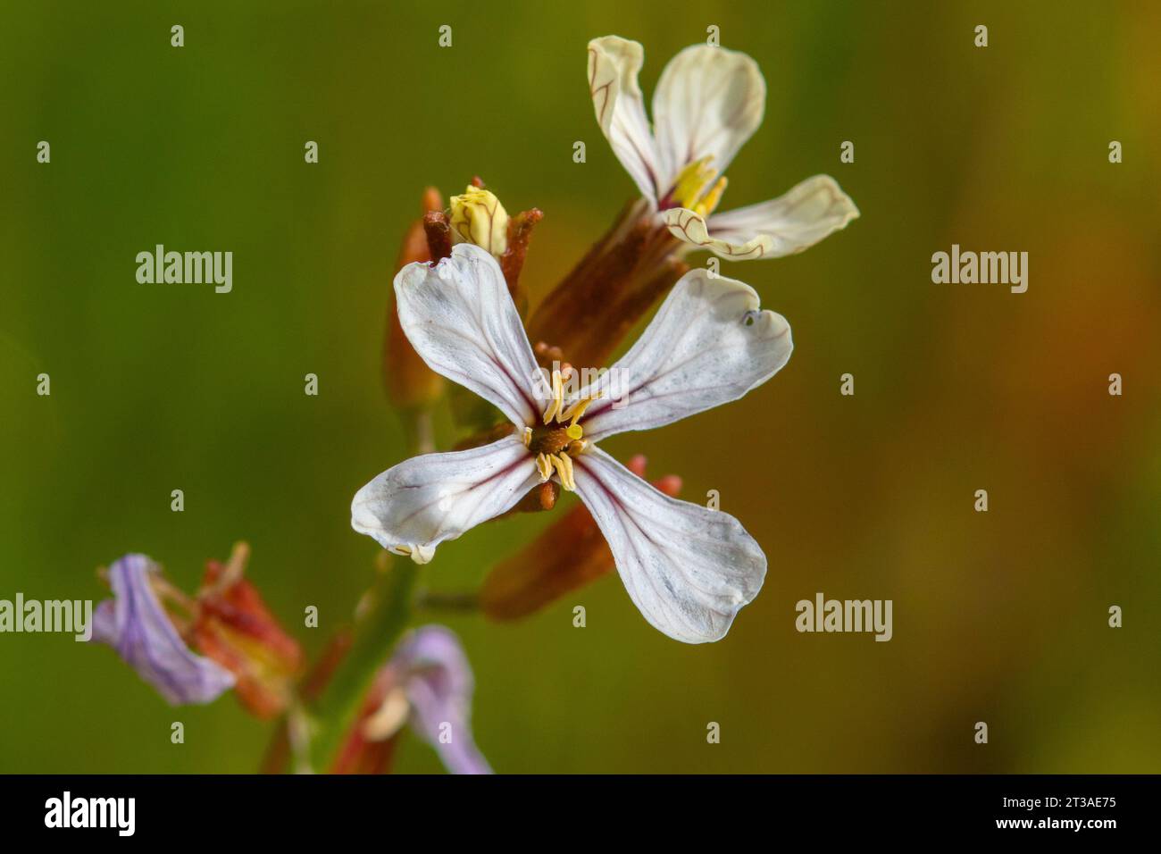 Eruca vesicaria, Rocketsalad Flower Stock Photo - Alamy