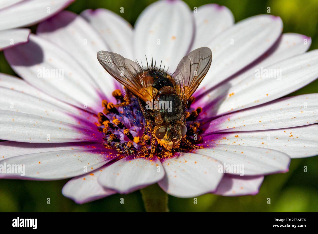 Tachina, Parasitic flies on a Flower Stock Photo - Alamy