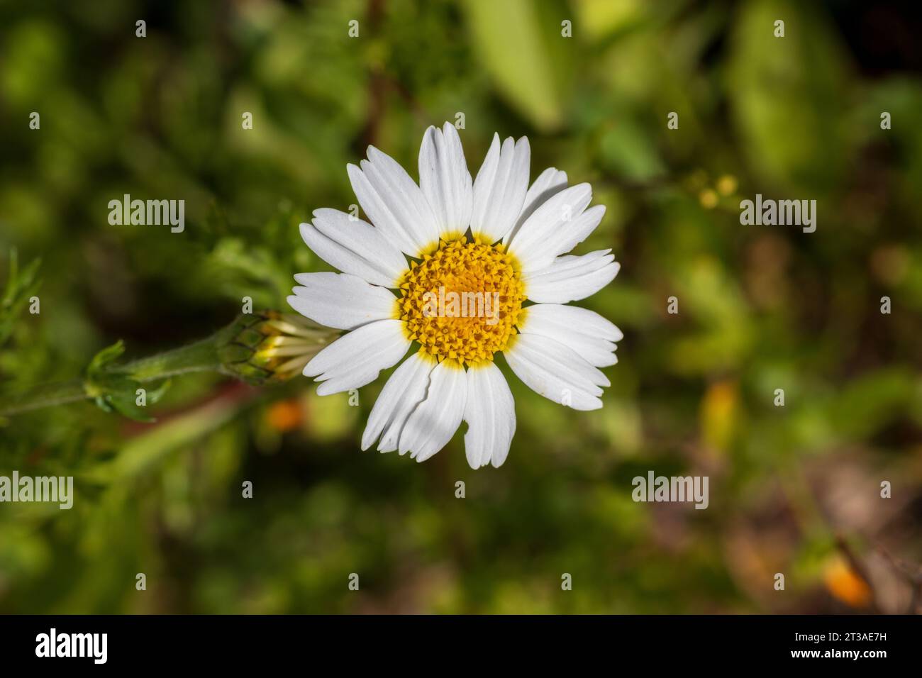 Anacyclus clavatus hi-res stock photography and images - Alamy