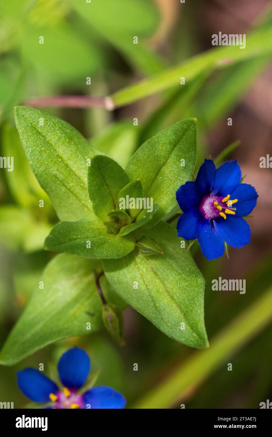 Scarlet wildflower species hi-res stock photography and images - Alamy