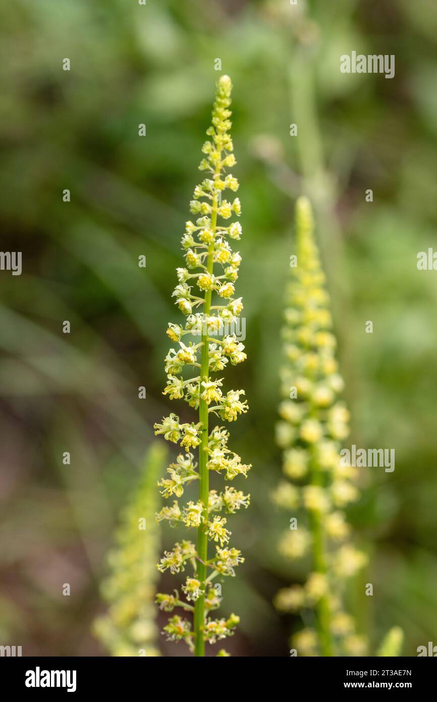 Mignonette flower hi-res stock photography and images - Alamy