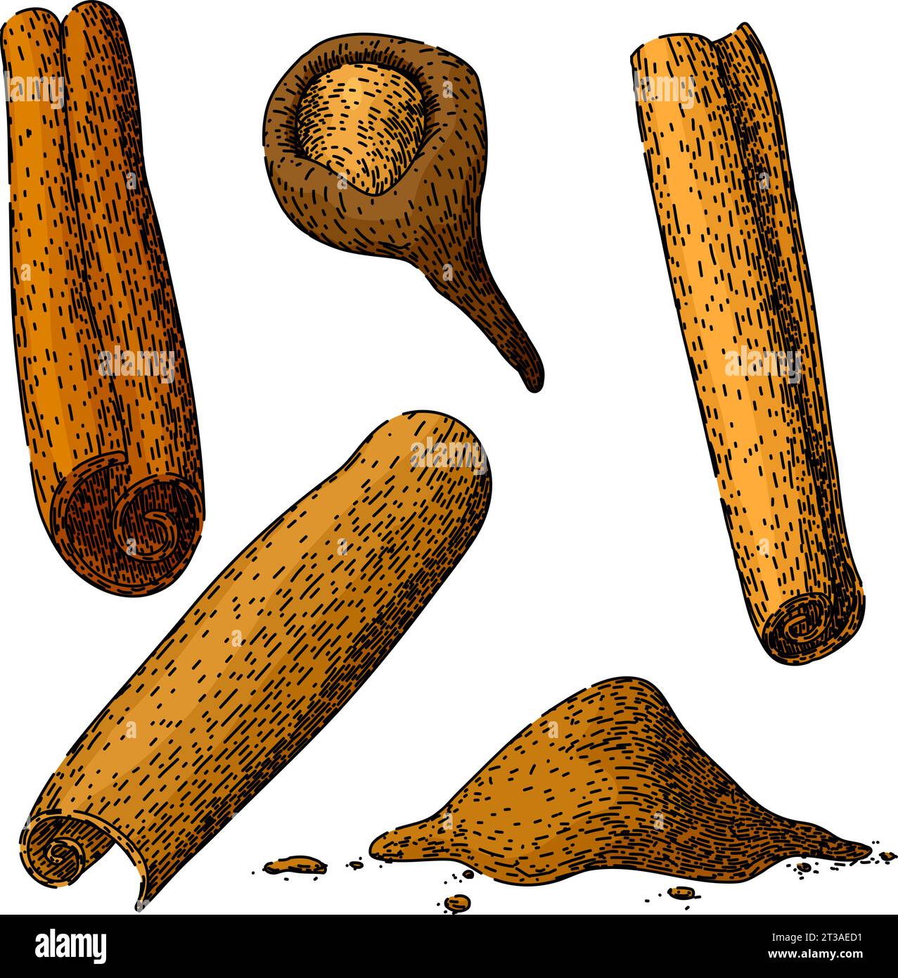 cinnamon set sketch hand drawn vector Stock Vector Image & Art - Alamy