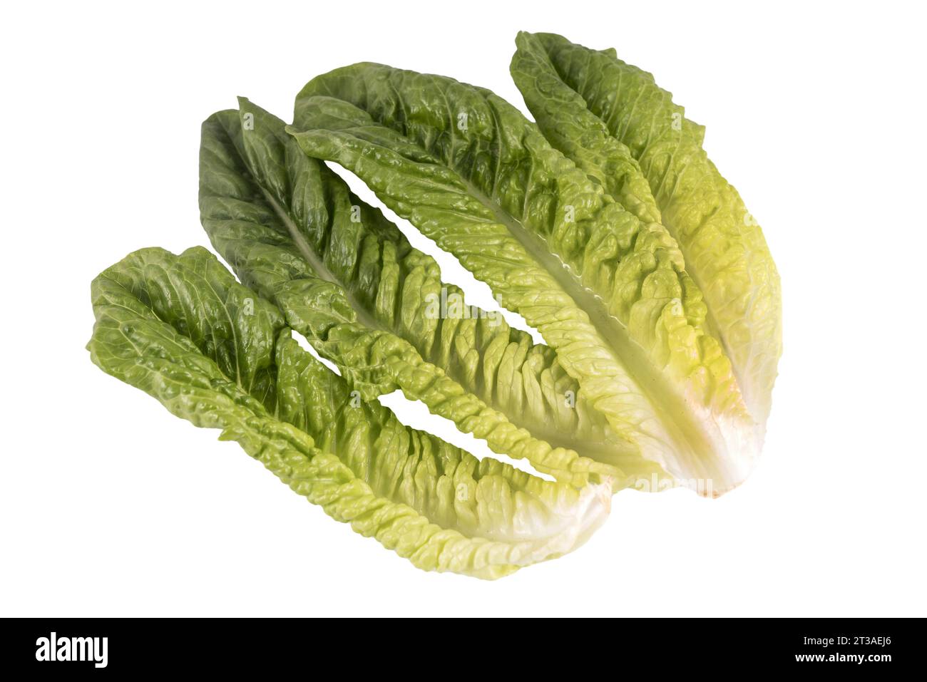 Lettuce leaves frame illustration Cut Out Stock Images & Pictures - Alamy