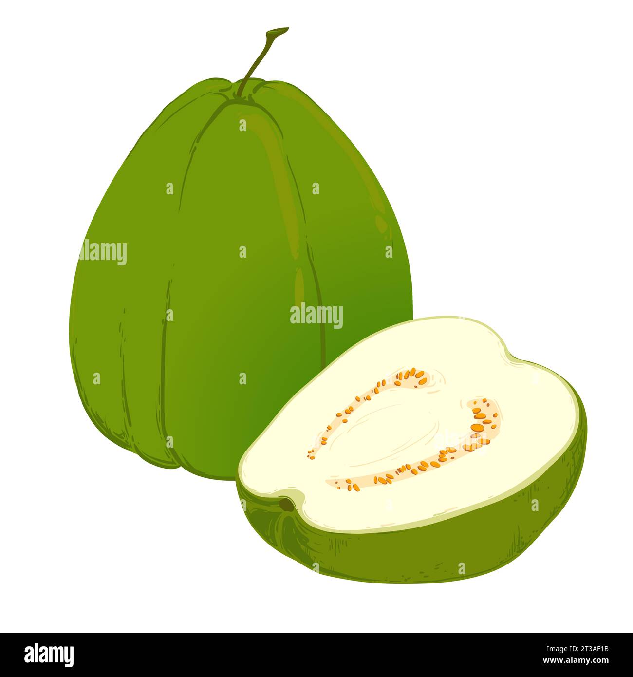Guava, vector illustration of tropical green fruits, whole and in parts ...