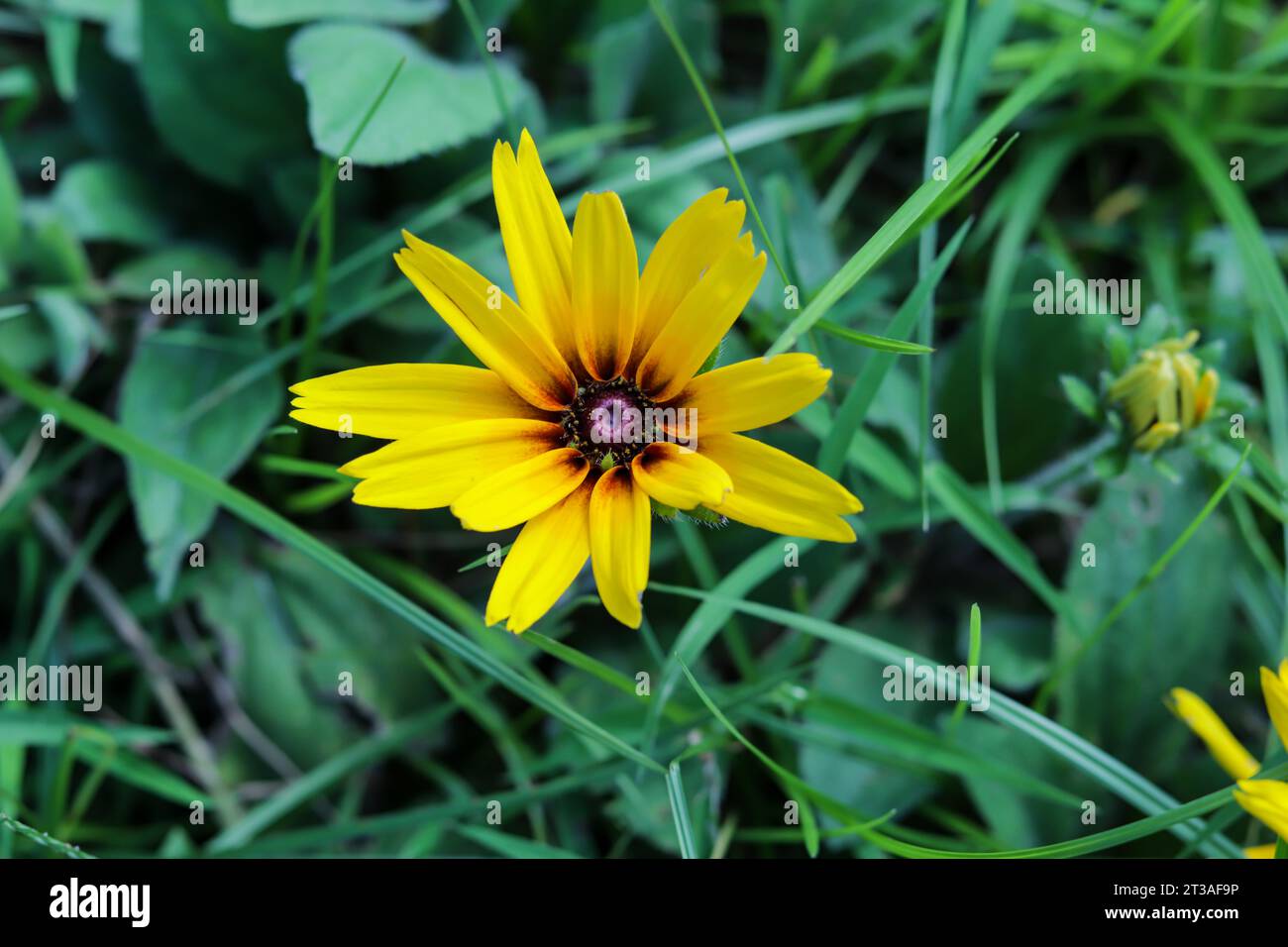 Black-Eyed Susan Rudbeckia hirta is a Maryland native plant and our ...
