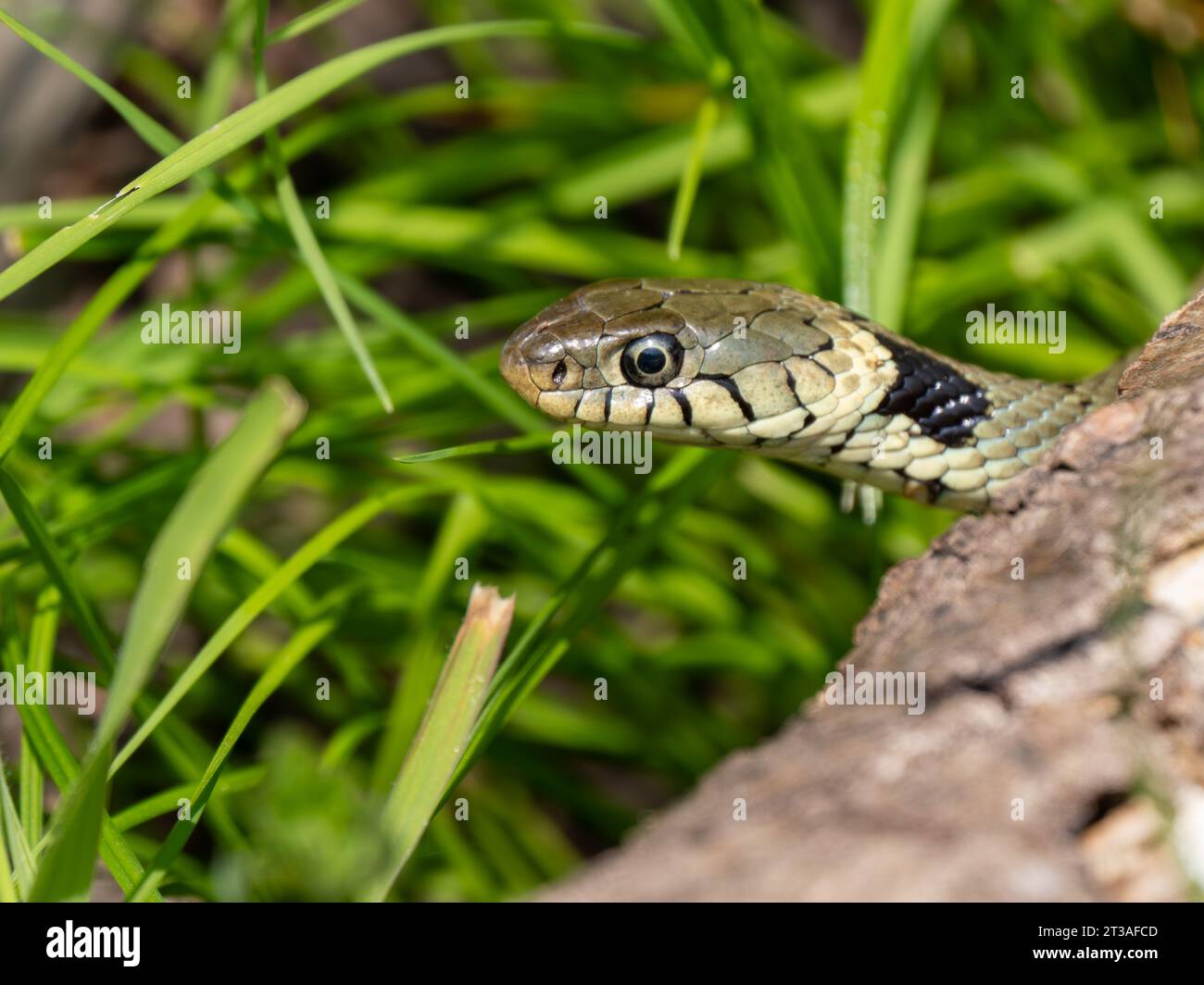 Close-up of a Grass Snake Head Stock Photo - Alamy