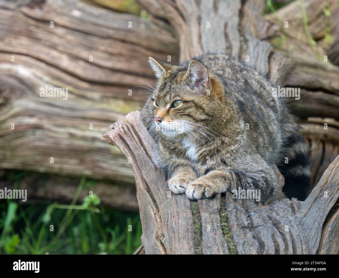 Scottish Wildcat Laying Down on a Log Stock Photo - Alamy