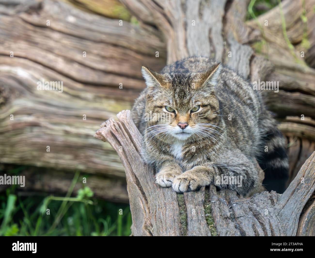 Scottish Wildcat Laying Down on a Log Stock Photo - Alamy
